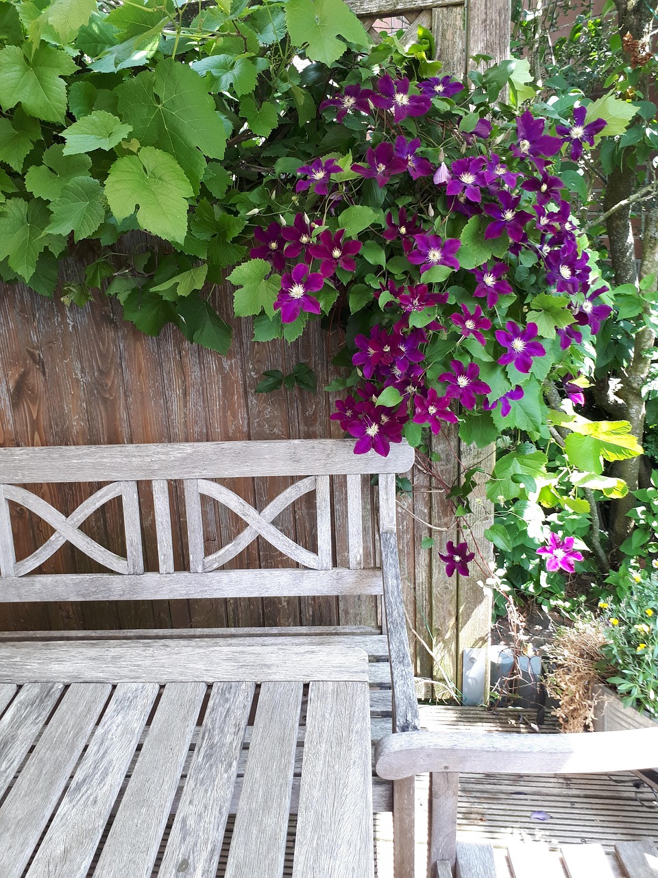 Favorite Place Clematis Wine - Free photo on Pixabay - Pixabay
