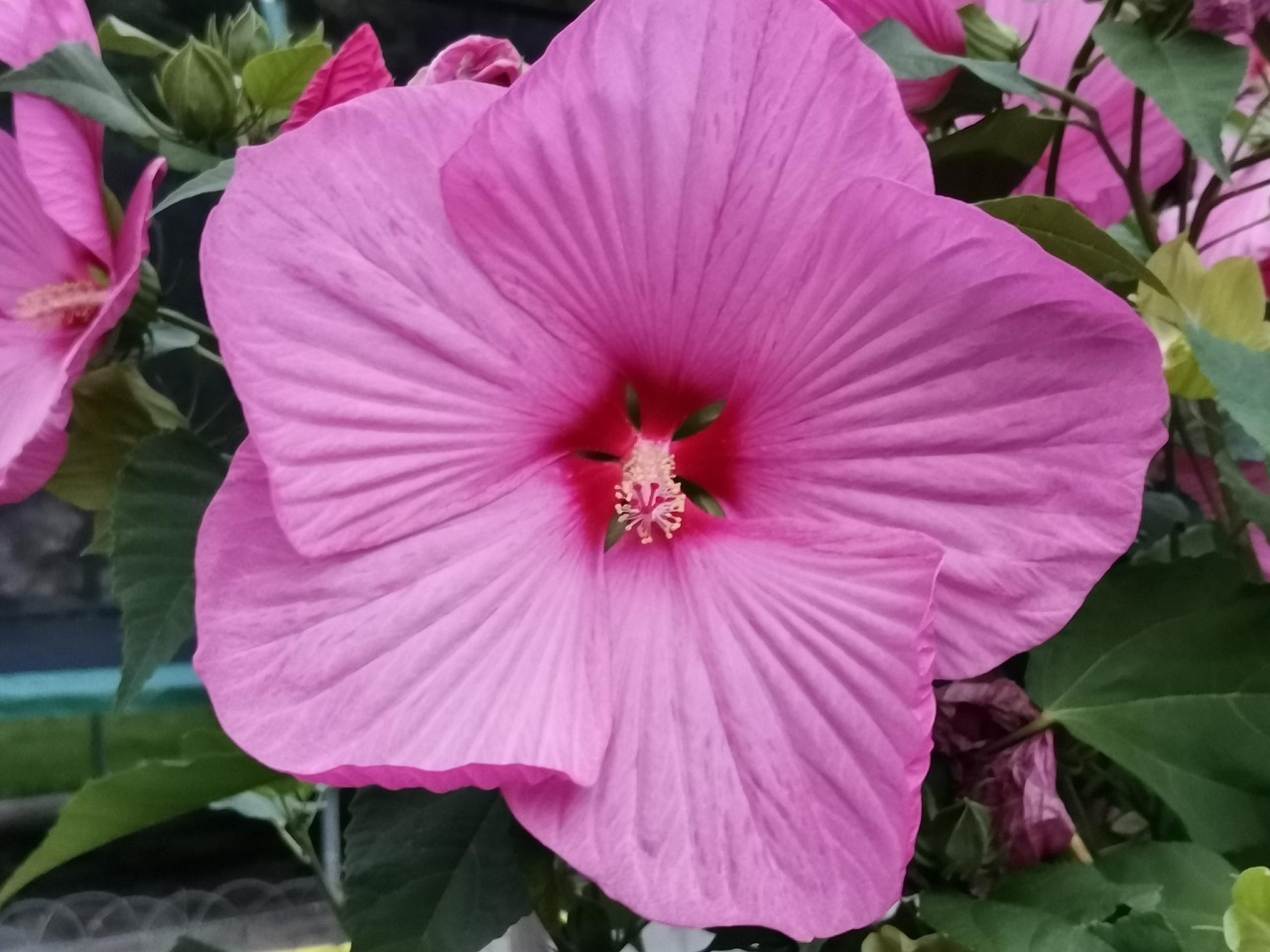 Flower Large Blossom - Free photo on Pixabay - Pixabay