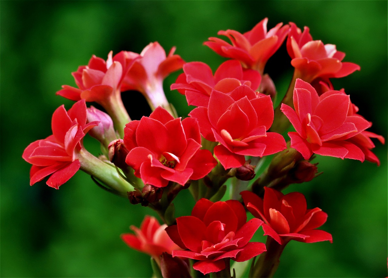 Red Kalanchoe Flowers Plant - Free photo on Pixabay