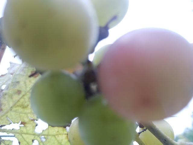 Roof Garden Grape Tub Grapes Color - Free photo on Pixabay - Pixabay