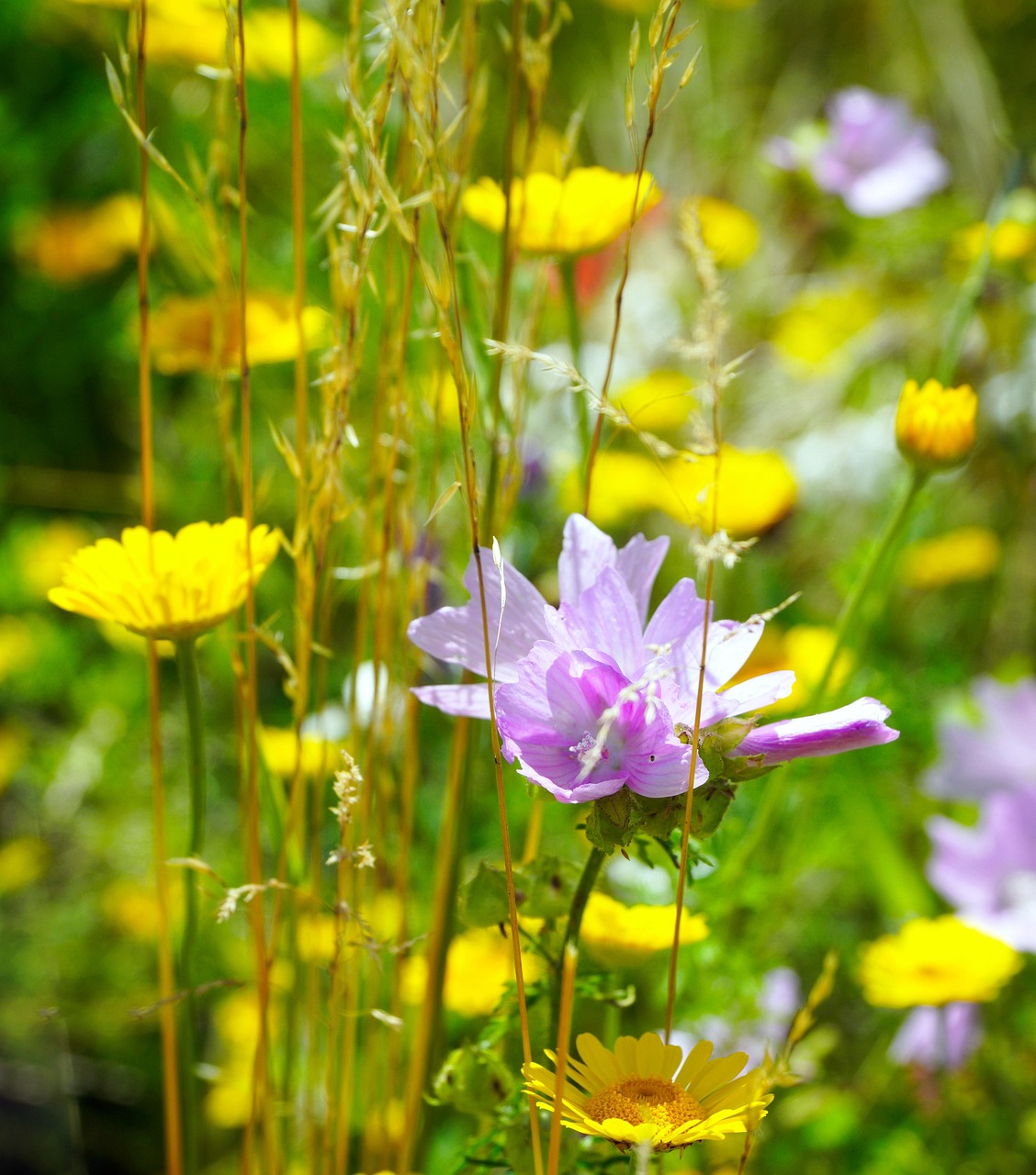 Bunga-Bunga Kelopak Rumput Liar - Foto gratis di Pixabay - Pixabay