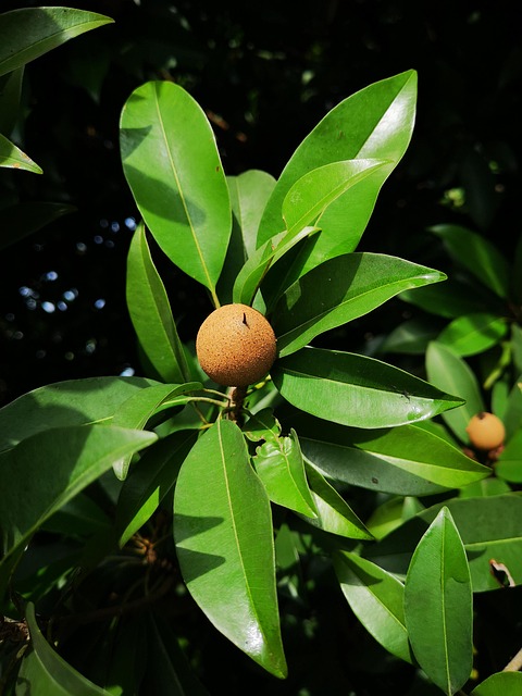Chiku Sapota Mamey - Free photo on Pixabay - Pixabay