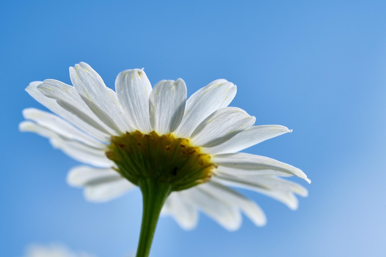 Geese Flower Daisy Blossom - Free photo on Pixabay