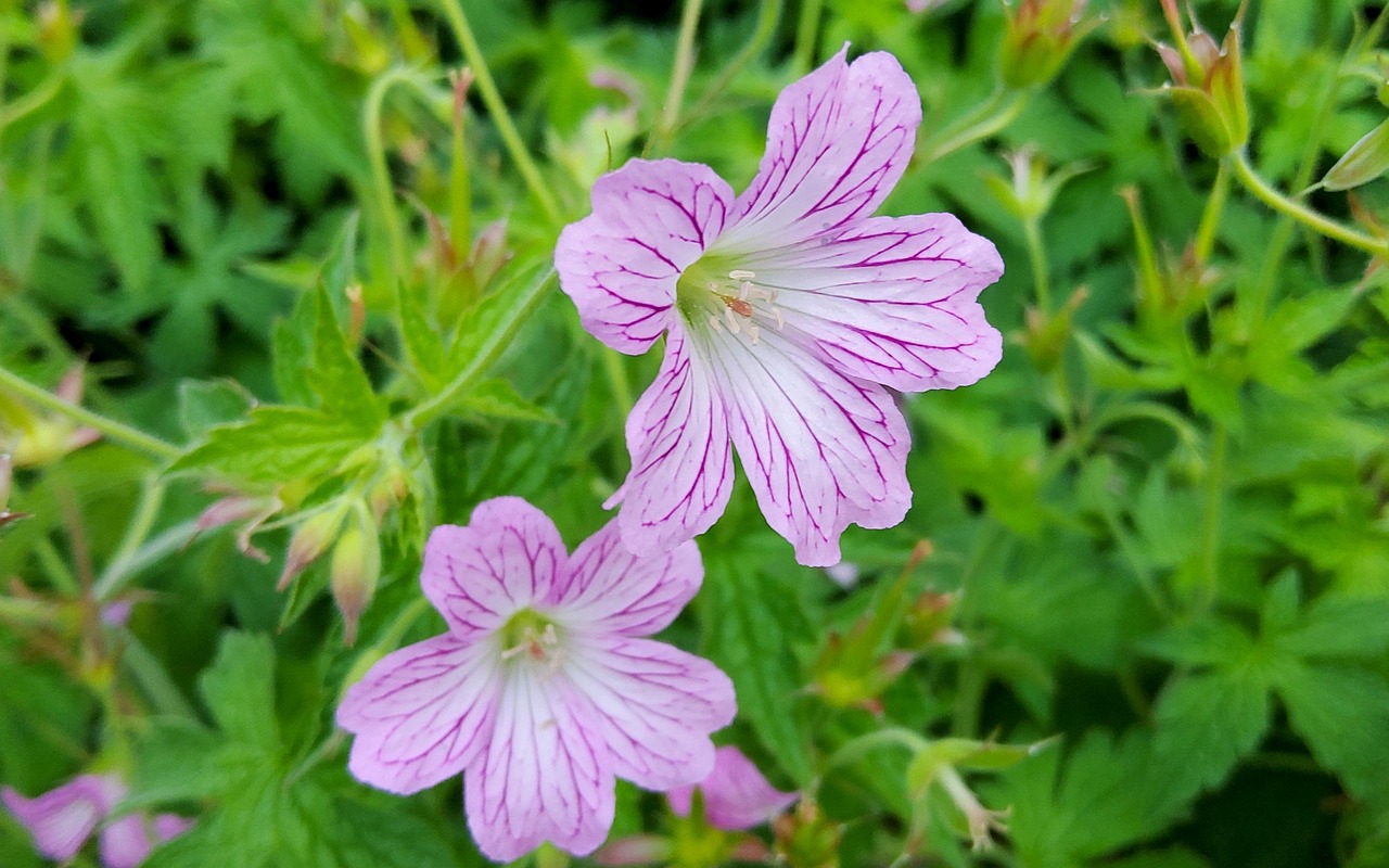 Geranio Flor Pétalos - Foto gratis en Pixabay