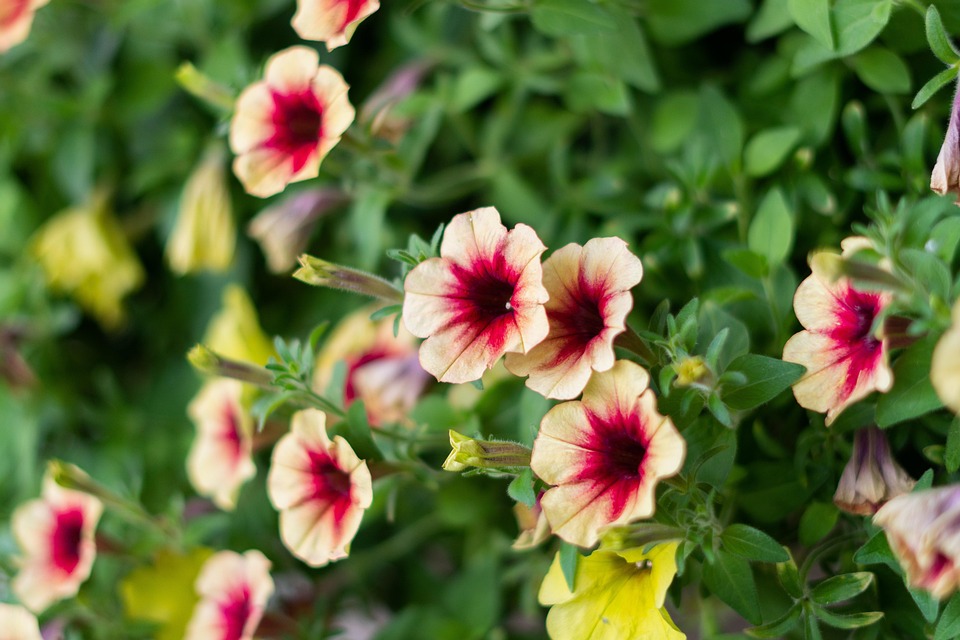 Petunias Flowers Garden - Free photo on Pixabay