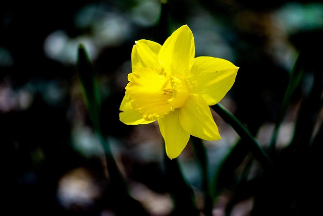 Bunga Bakung Daffodil Kuning - Foto gratis di Pixabay - Pixabay