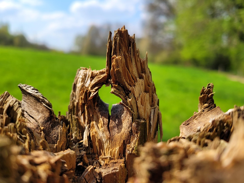 Tree Tribe Bark - Free photo on Pixabay - Pixabay