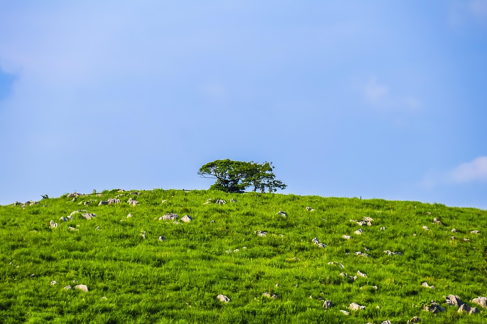 Plateau Karstique Montagne Arbre - Photo gratuite sur Pixabay - Pixabay