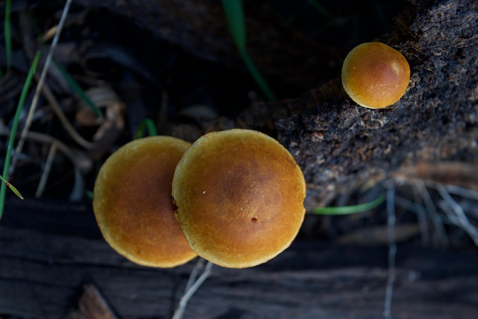 Orange Champignons Champignon - Photo gratuite sur Pixabay