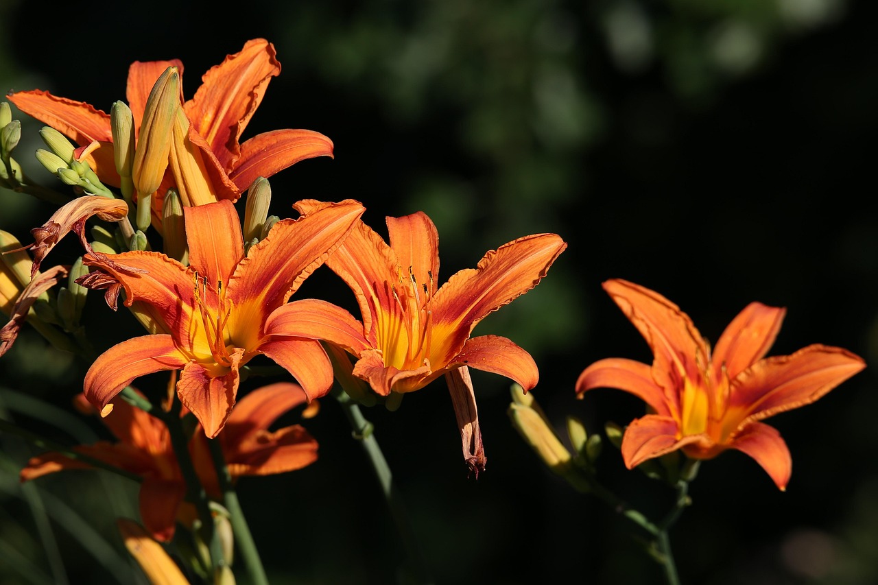 Daylilies Bunga-Bunga Bunga Lili - Foto gratis di Pixabay - Pixabay