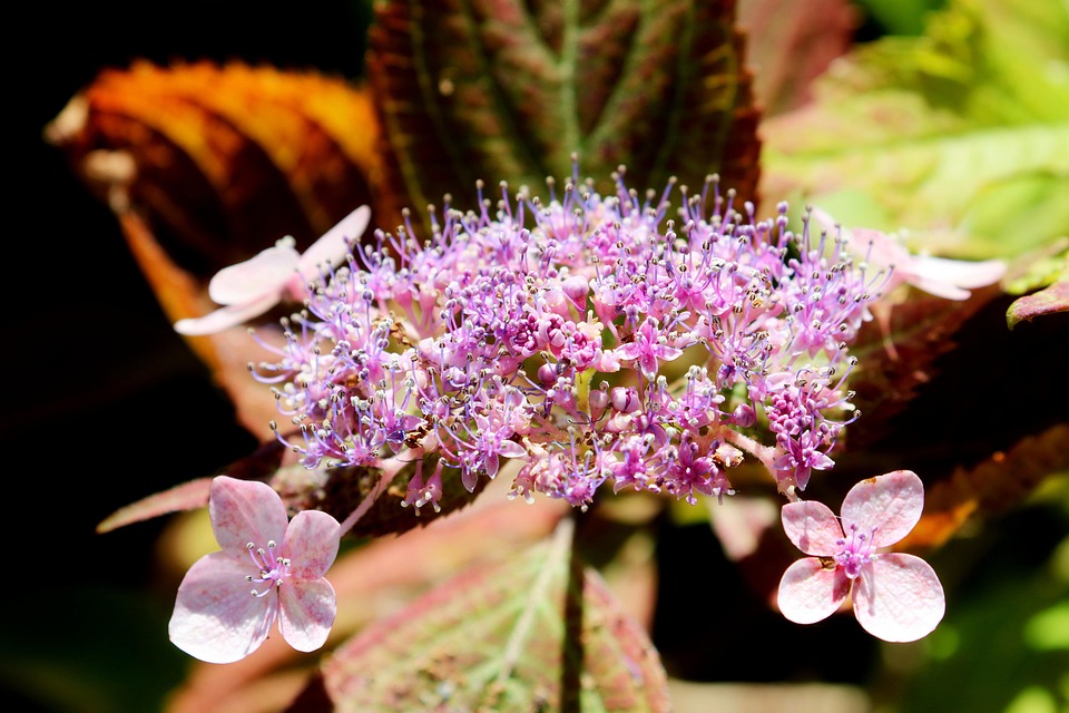 Hydrangea Bunga-Bunga Kelopak - Foto gratis di Pixabay - Pixabay