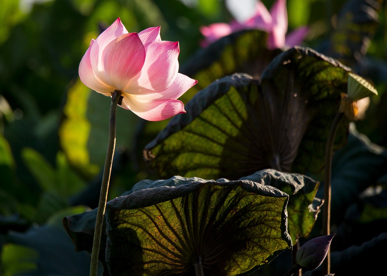 Lotus Flower - Free photo on Pixabay - Pixabay