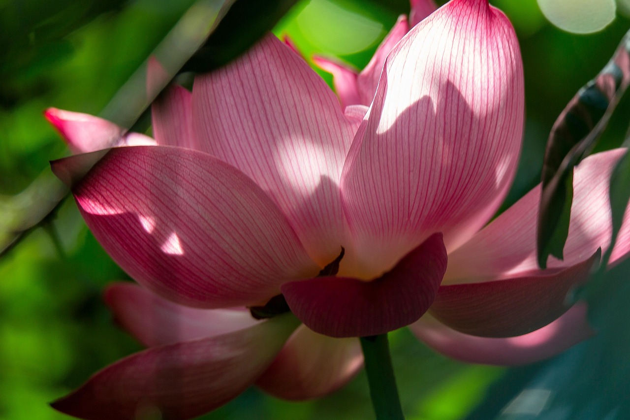 Lotus Flower May Season - Free photo on Pixabay