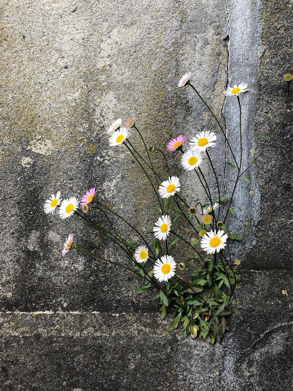 Daisy Stone Flower - Free photo on Pixabay - Pixabay