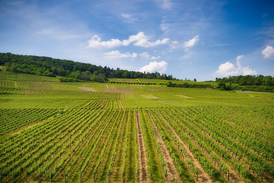 Vineyard Field Landscape - Free photo on Pixabay