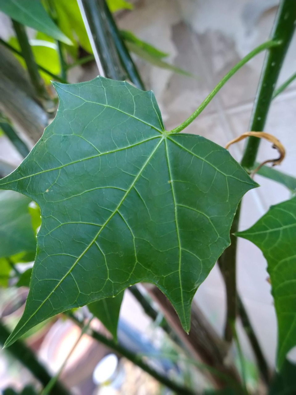 Hoja Planta - Foto gratis en Pixabay - Pixabay