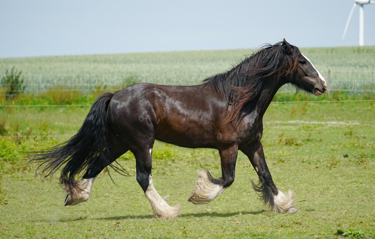 90+ Free Shire Horse & Horse Images - Pixabay