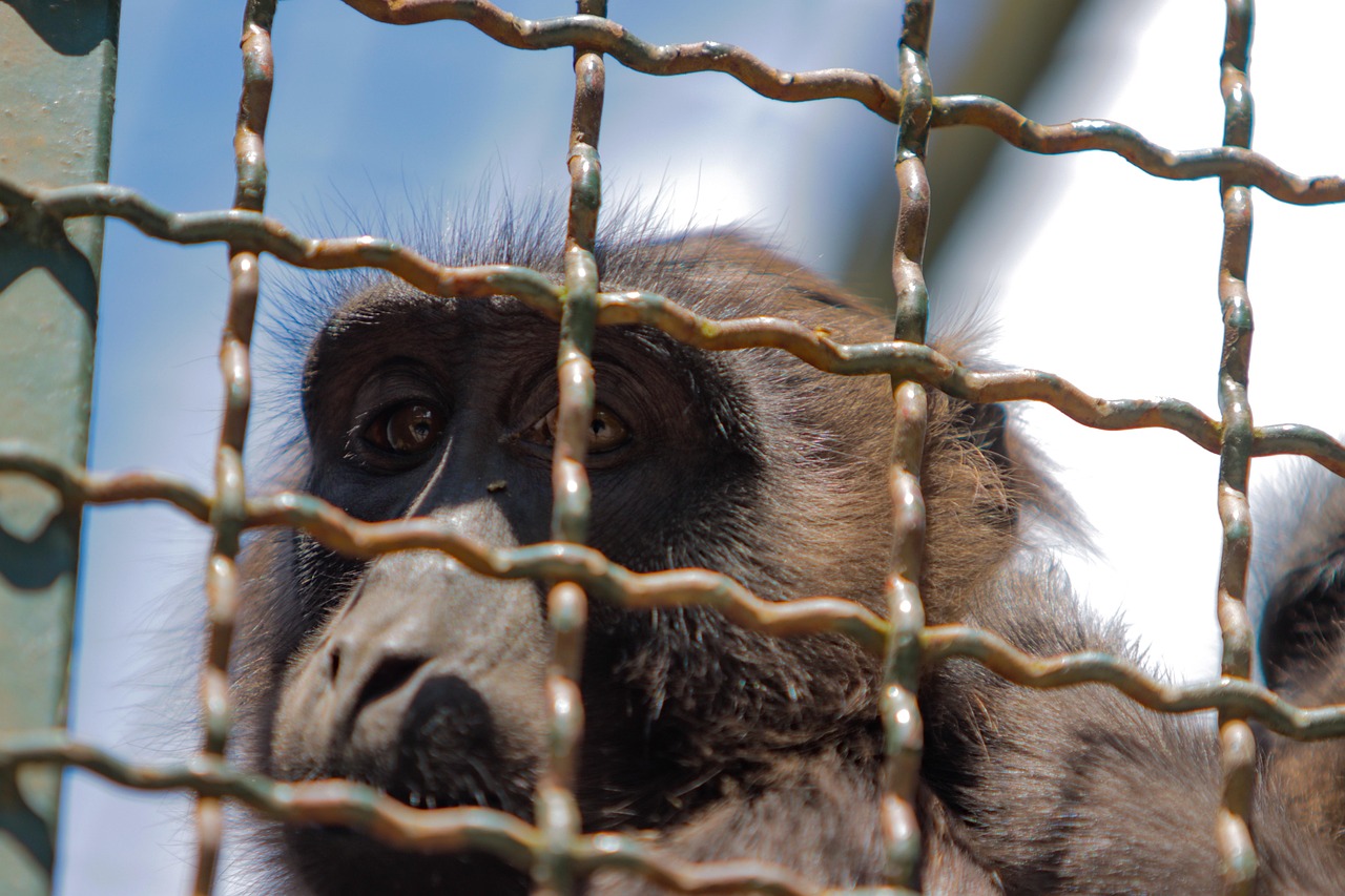 Singe Primate Macaque Des Landes - Photo gratuite sur Pixabay - Pixabay