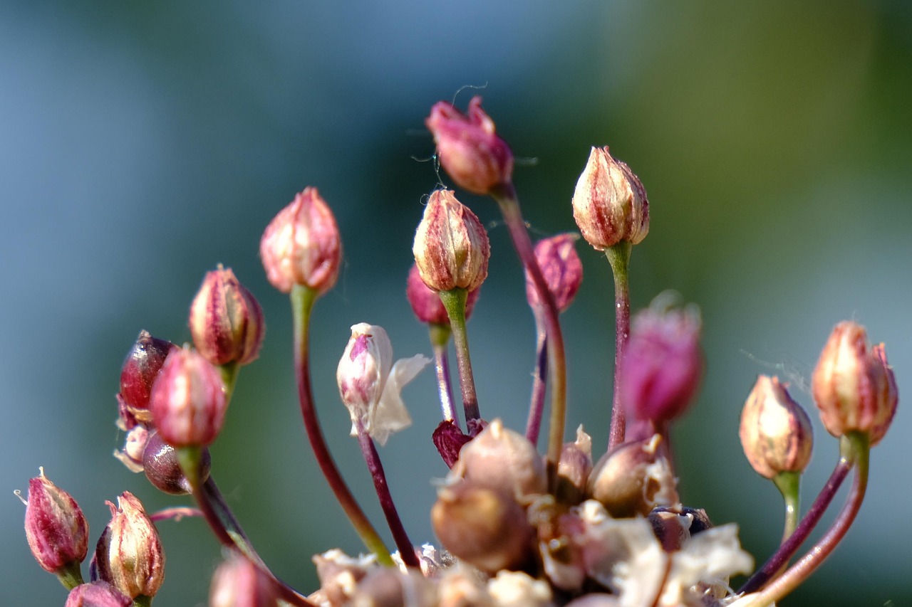 Flowers Buds Petals - Free photo on Pixabay