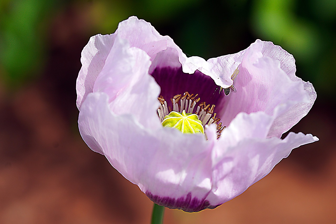 Poppy Flower Purple - Free photo on Pixabay