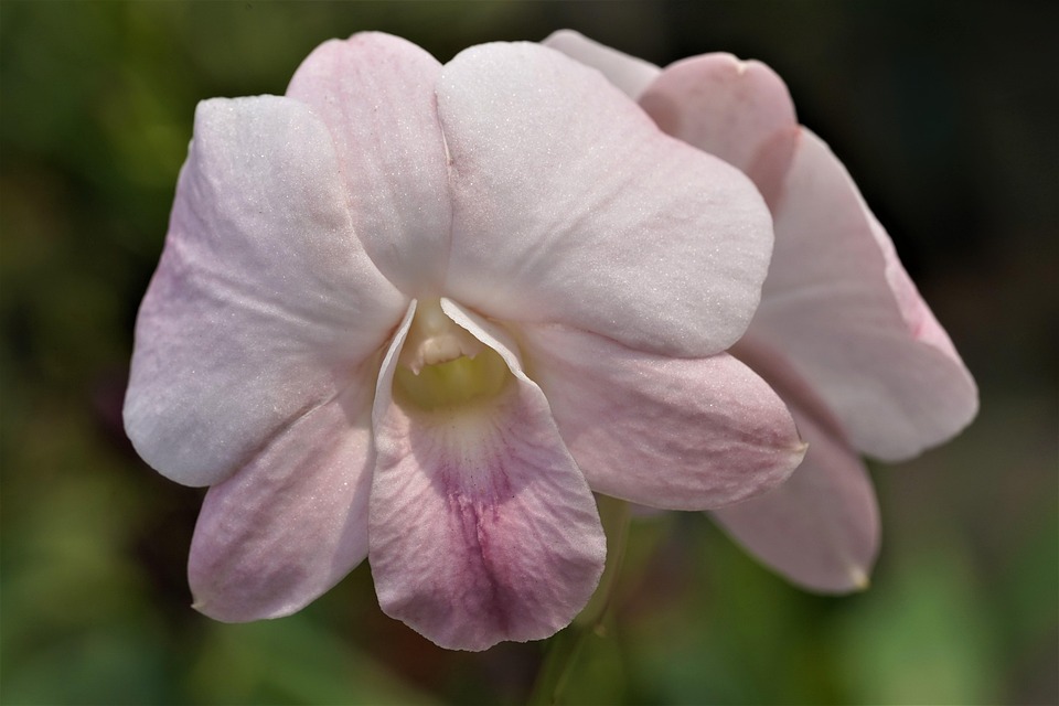 Dendrobium Flower Pink Petals - Free photo on Pixabay