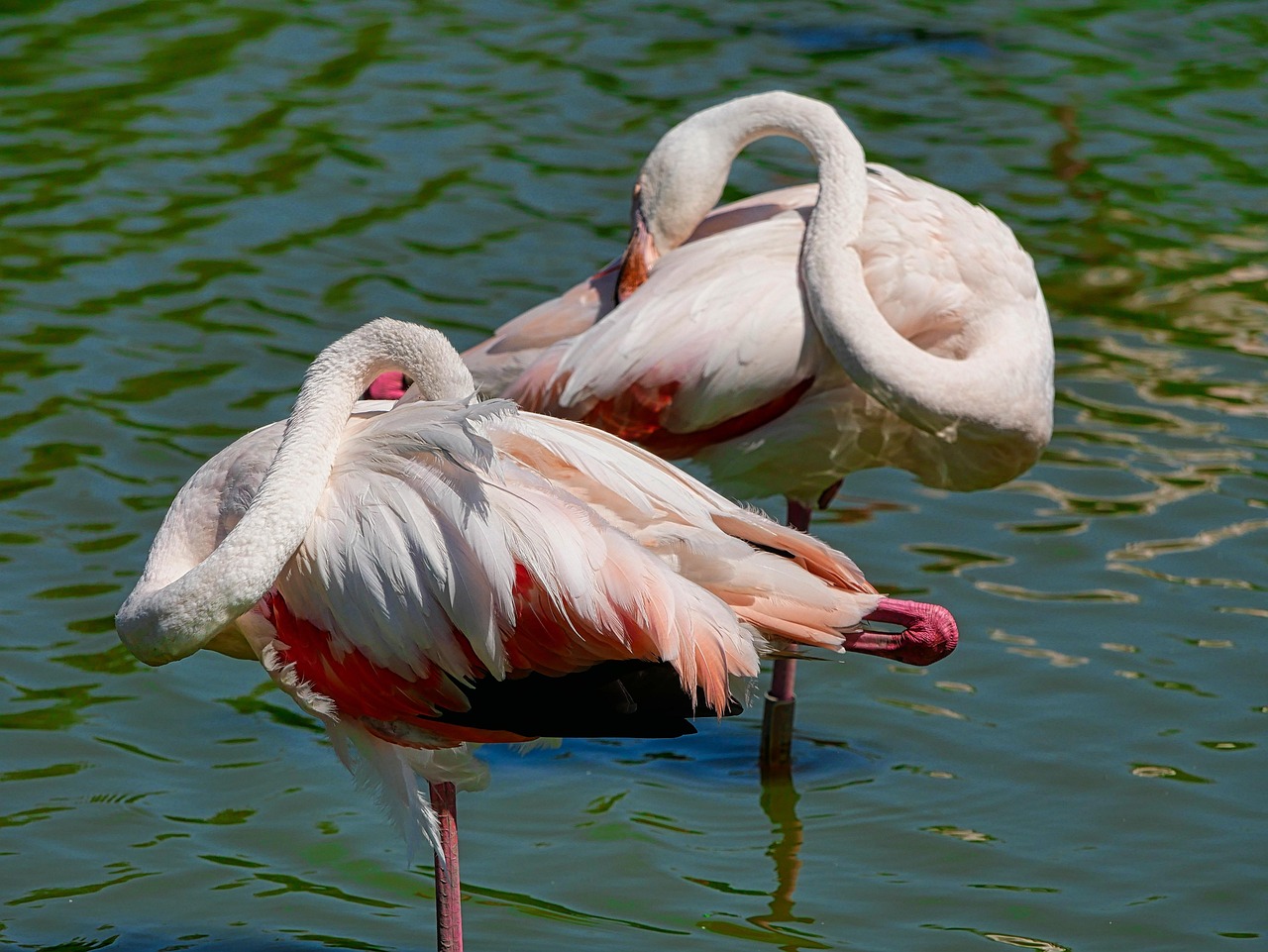 Flamingos Rosas - Foto gratuita no Pixabay - Pixabay