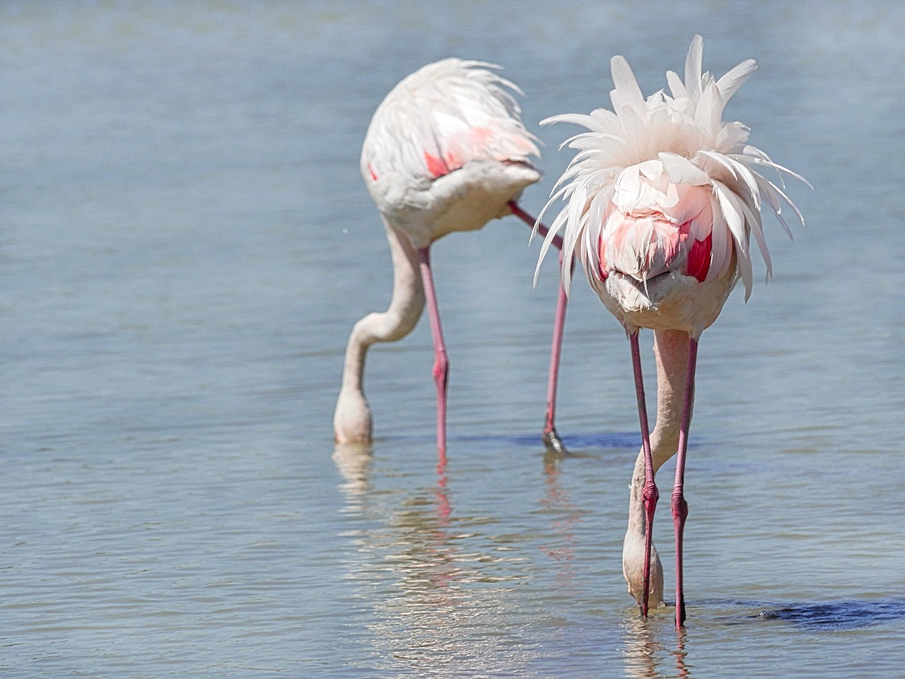 Flamants Roses Des Oiseaux Animaux - Photo gratuite sur Pixabay - Pixabay