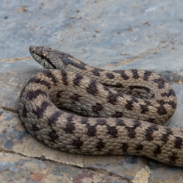 Serpent Animal Reptile - Photo gratuite sur Pixabay - Pixabay