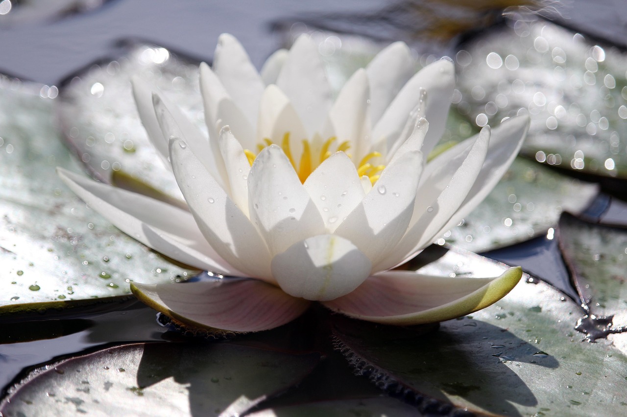 Lirio De Agua Flor Nenúfares - Foto gratis en Pixabay - Pixabay