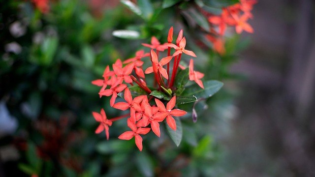 Bunga-Bunga Kelopak Bis - Foto gratis di Pixabay - Pixabay