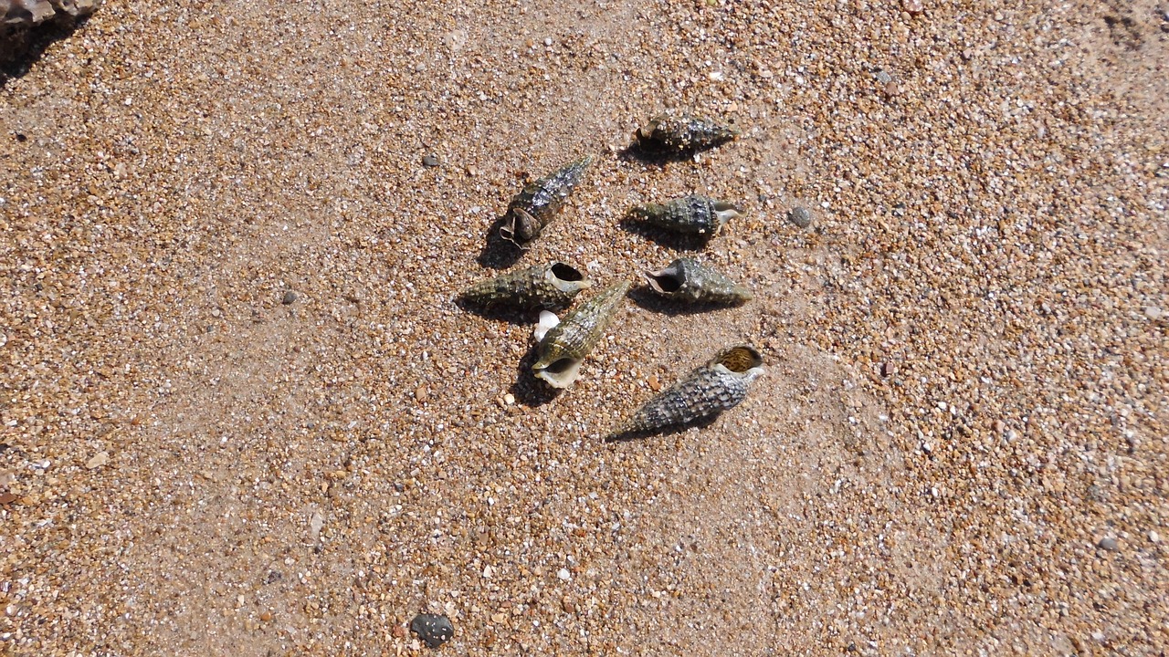 Shells Water Sea - Free photo on Pixabay - Pixabay