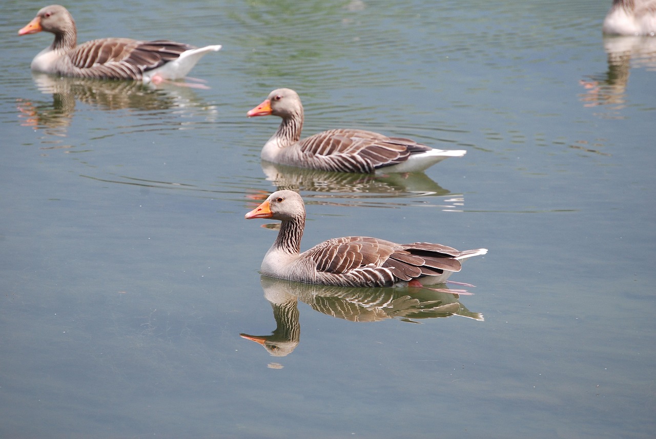 Gansos Aves Animales - Foto gratis en Pixabay - Pixabay