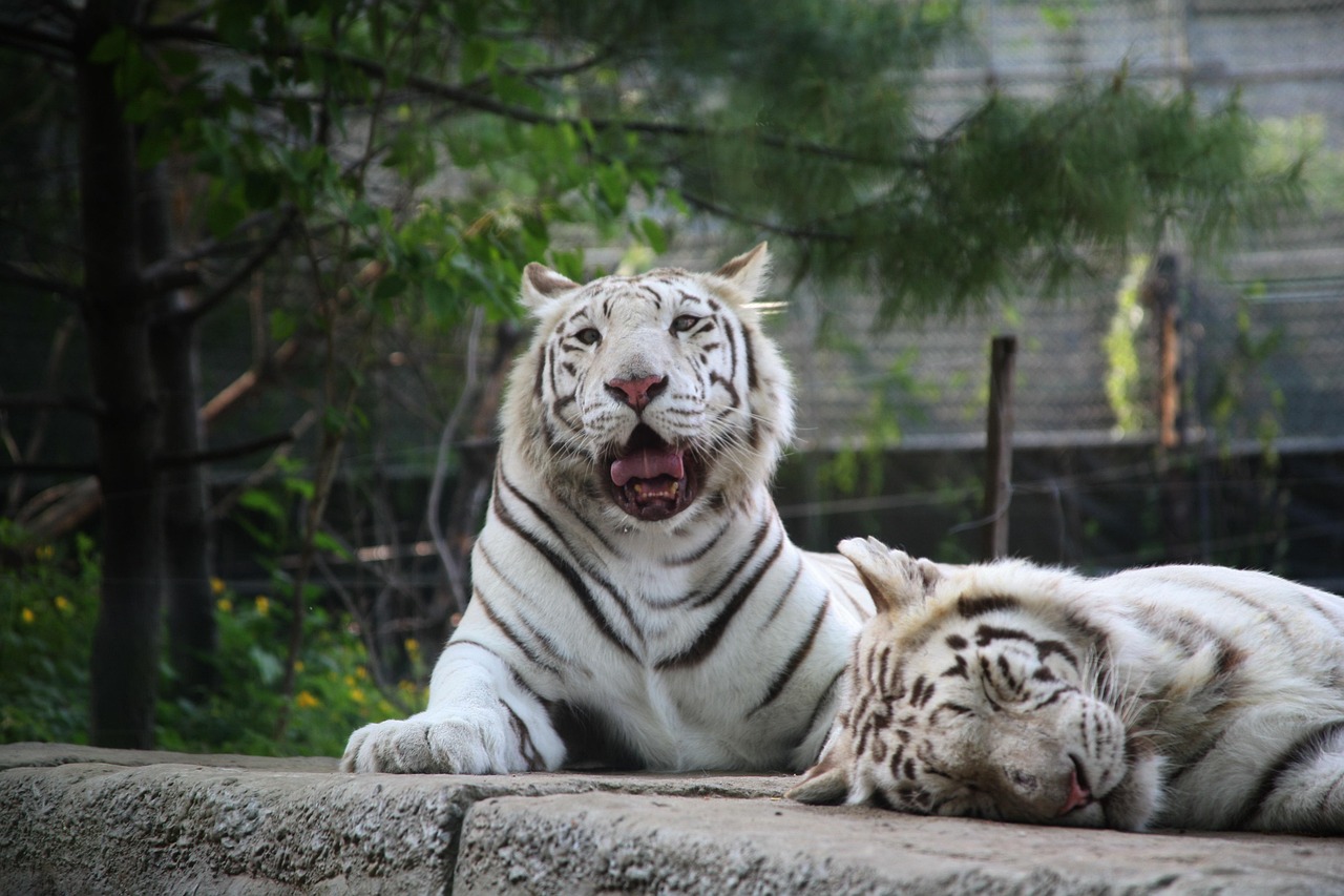 Lindas Imágenes De Tigres Blancos