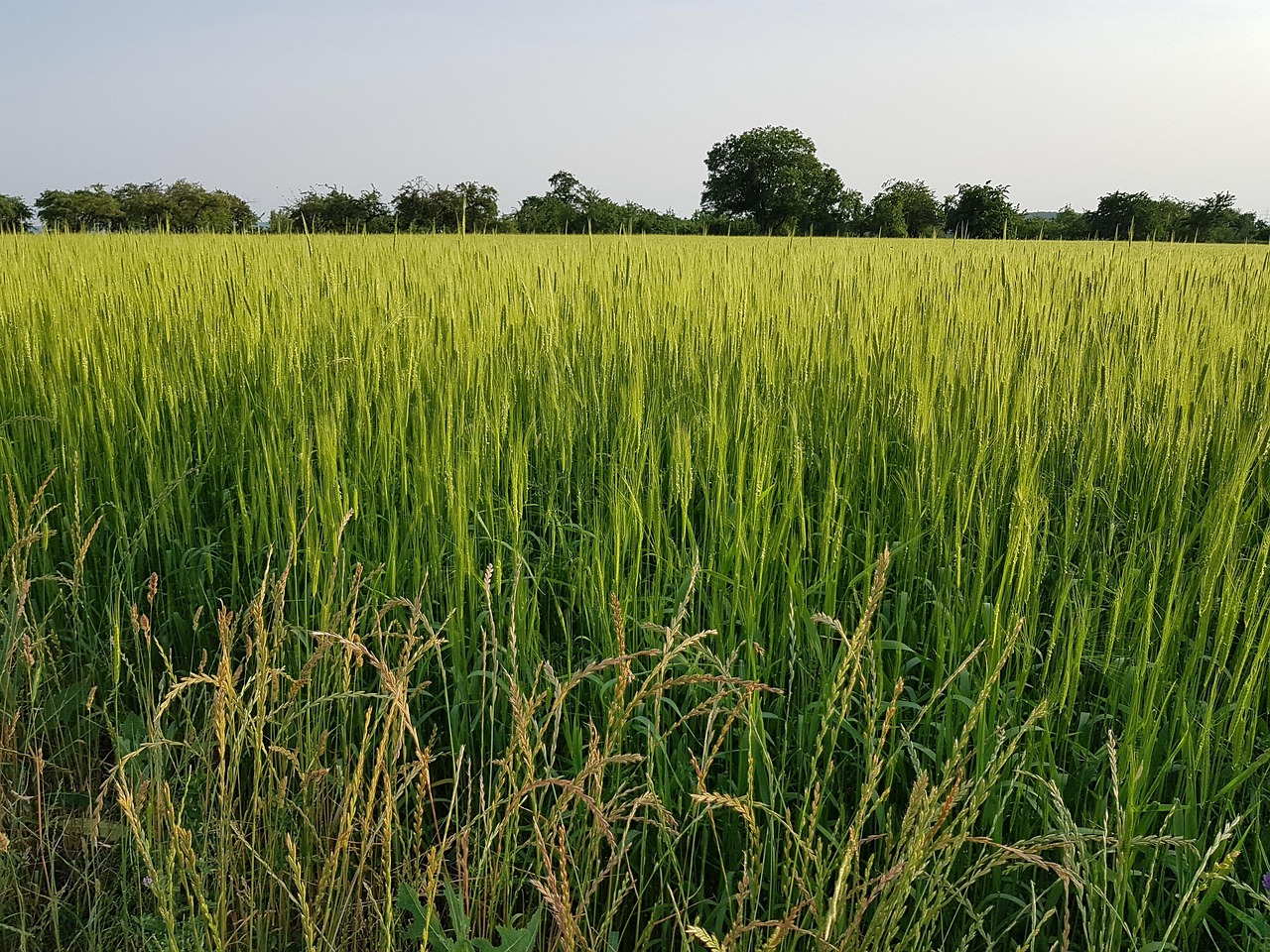 Grain Field Cornfield Rye - Free photo on Pixabay - Pixabay