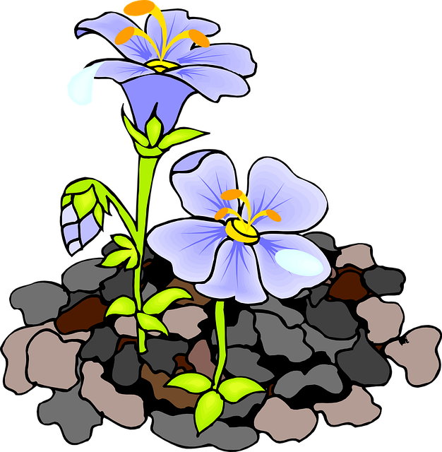 Bunga-Bunga Kelopak Batu - Gambar gratis di Pixabay - Pixabay