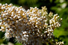 Rowan-Angervo Sorbaria Sorbifolia - Free photo on Pixabay