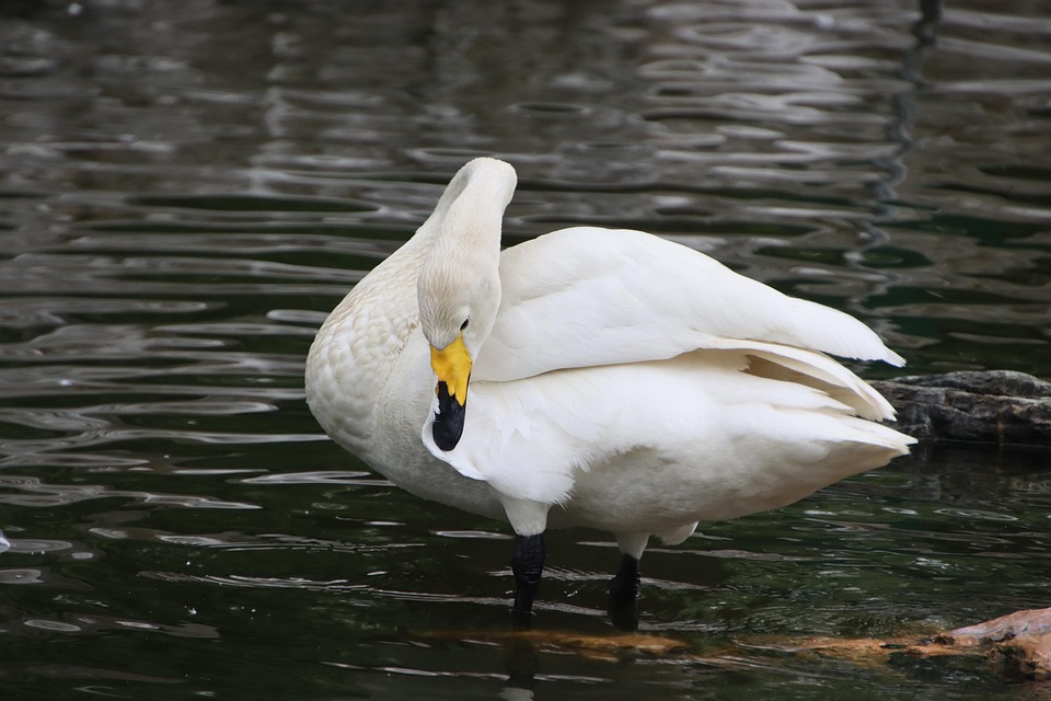 Swan Bird Pond White - Free photo on Pixabay