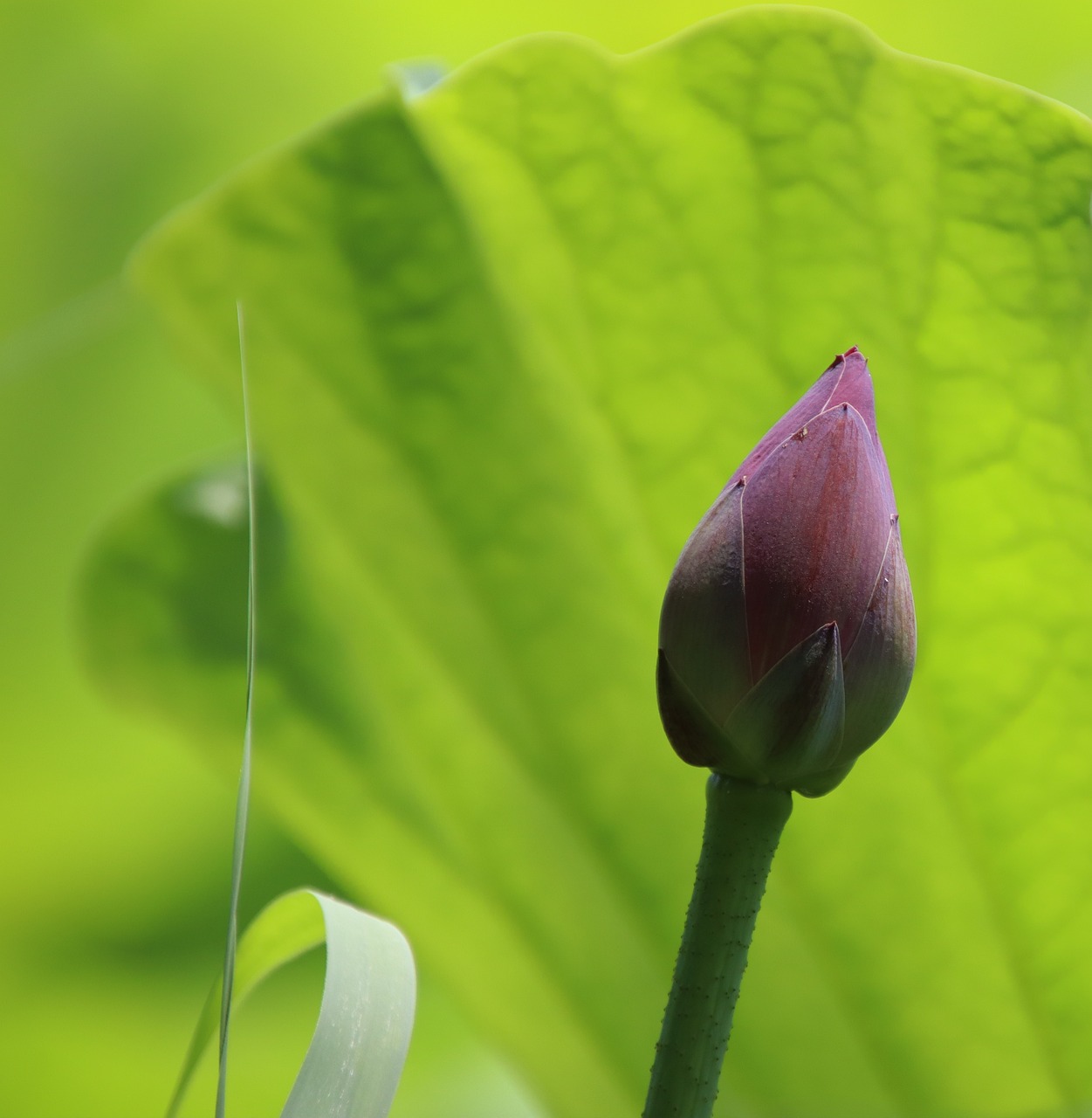 Lotus Fleur Bourgeon - Photo gratuite sur Pixabay - Pixabay