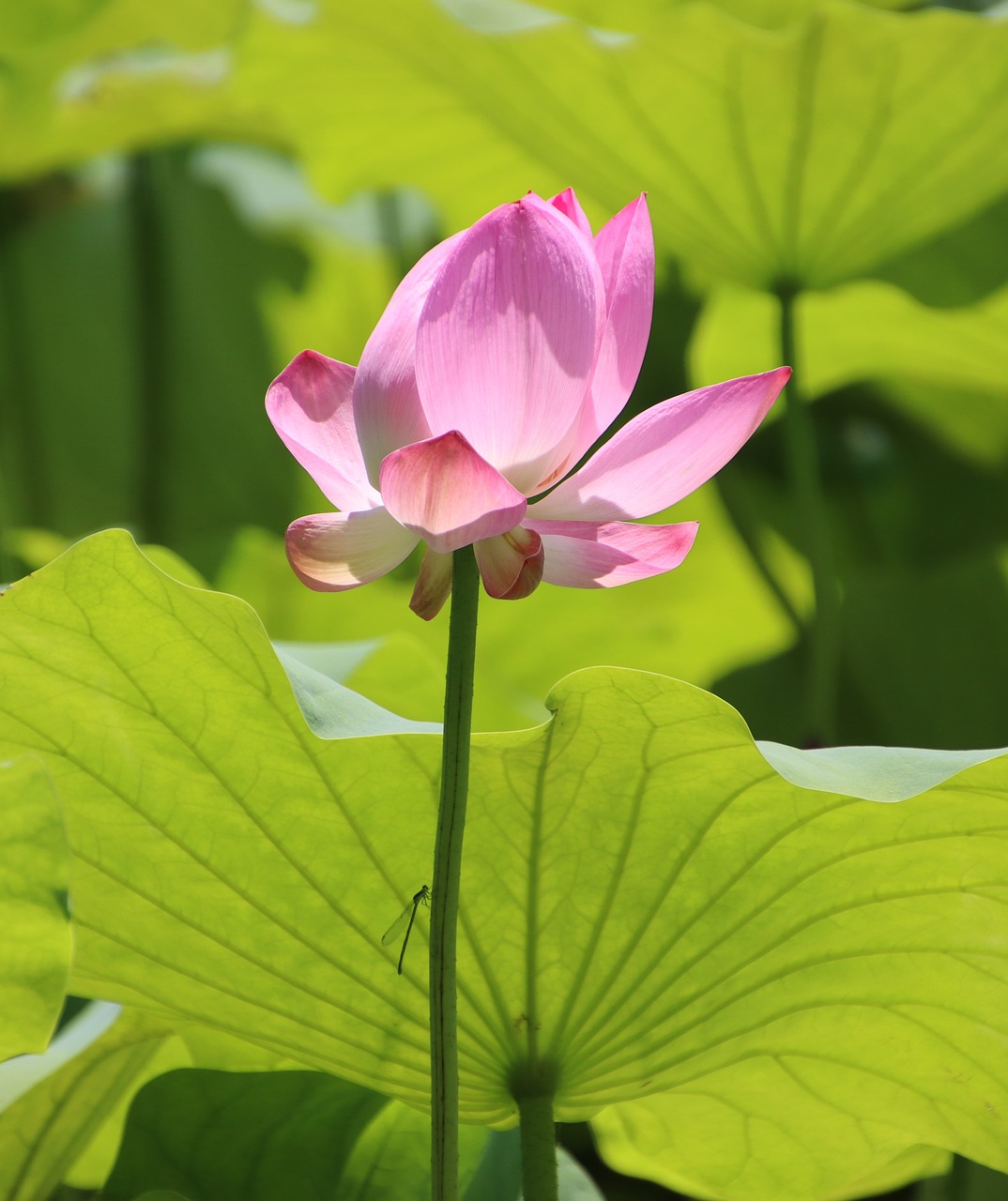 10,000+ Lotus Flower Pictures and Photos in Hi-Res - Pixabay