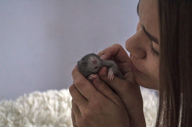 Young Woman Rat Rodent - Free photo on Pixabay - Pixabay