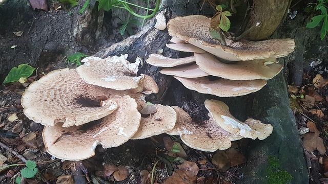 Fungi Forest - Free photo on Pixabay - Pixabay