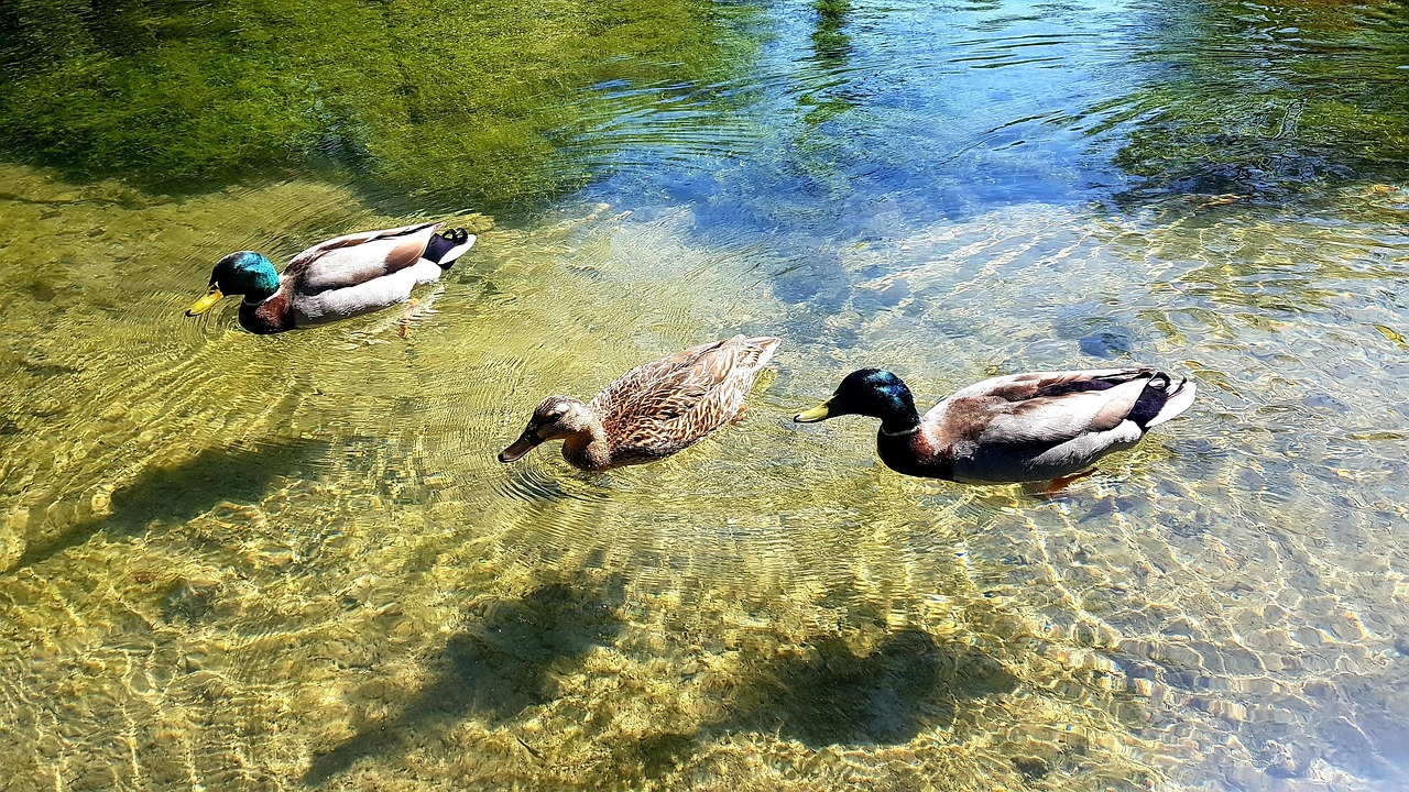 Pato Selvagem Patos - Foto gratuita no Pixabay - Pixabay