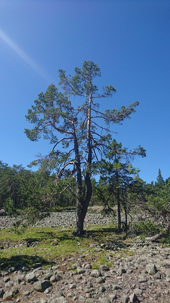 Baum Sommer Natur - Kostenloses Foto auf Pixabay - Pixabay