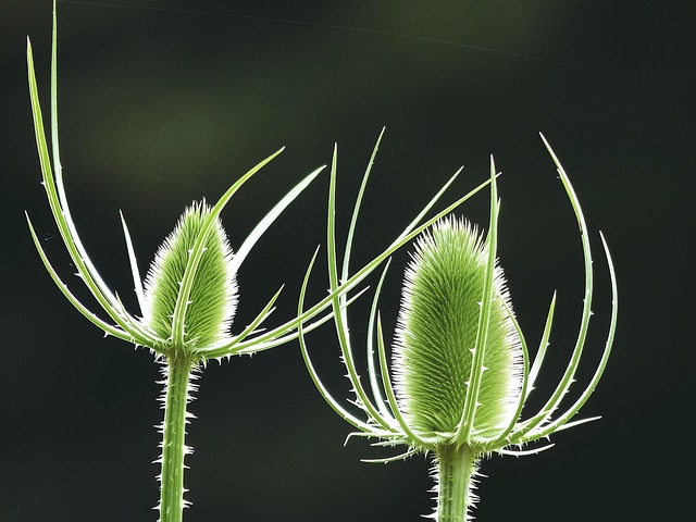 Teasel Flowers Seed Heads - Free photo on Pixabay - Pixabay