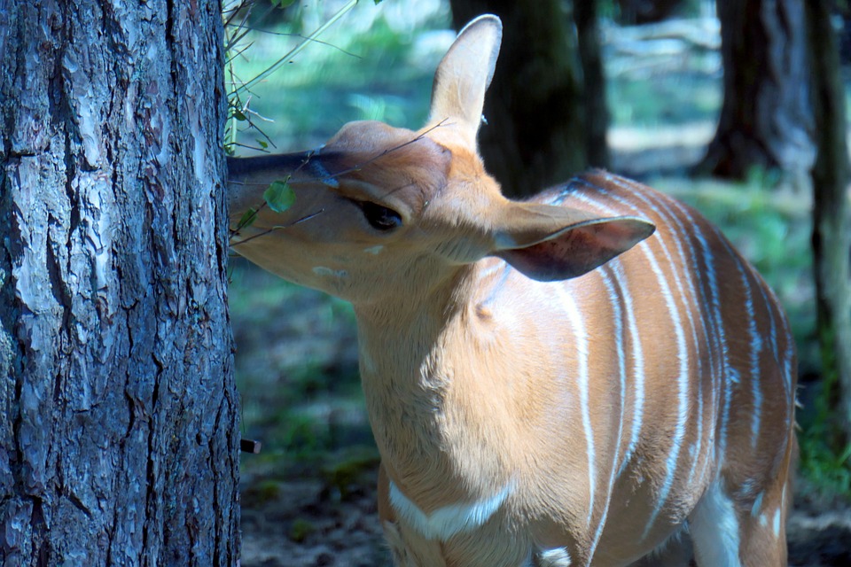 Deer Animal Tree - Free photo on Pixabay - Pixabay