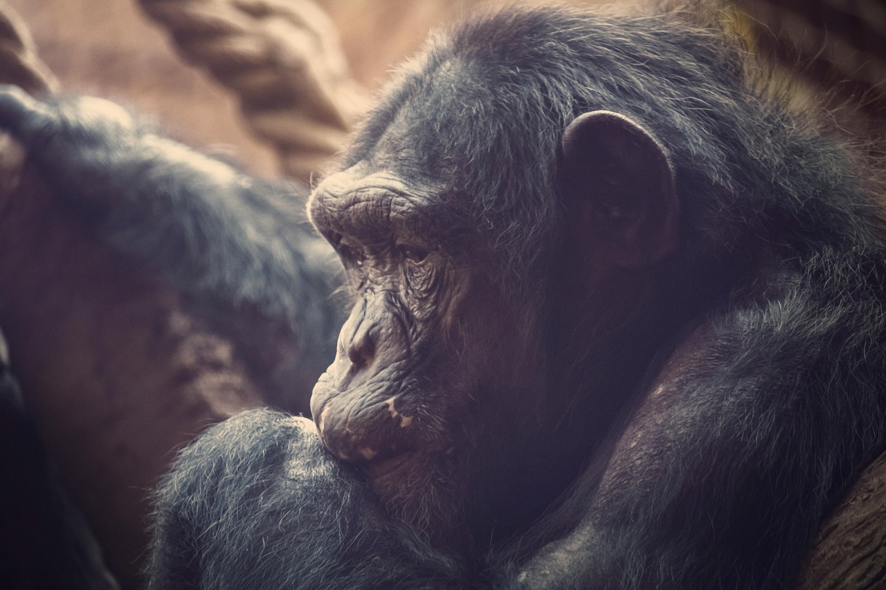 Chimpanzee Ape Animal - Free photo on Pixabay - Pixabay