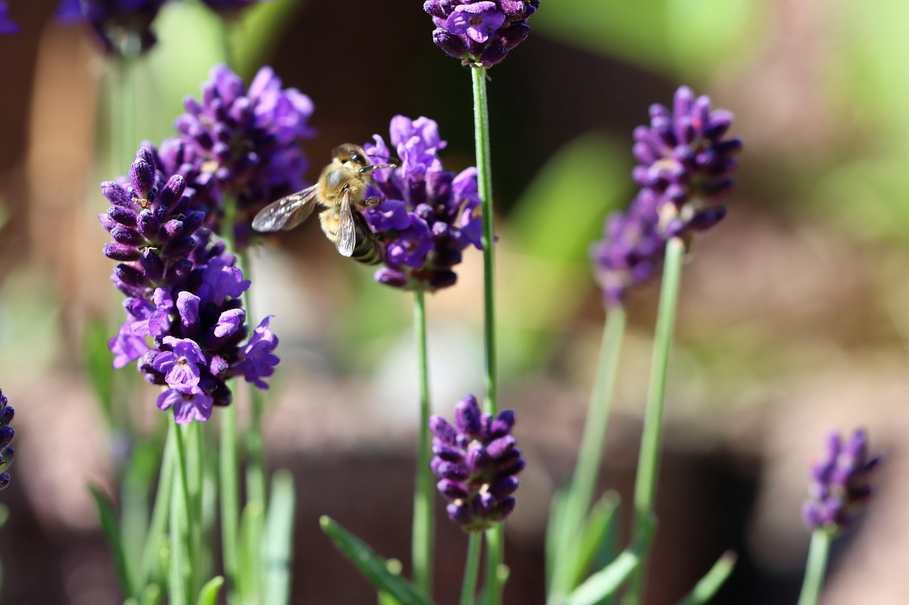 Bee Insect Pollinate - Free photo on Pixabay - Pixabay