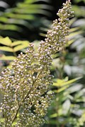 Rowan-Angervo Sorbaria Sorbifolia - Free photo on Pixabay
