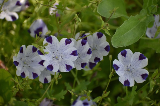Crane'S Bill Flowers Bloom - Free photo on Pixabay - Pixabay