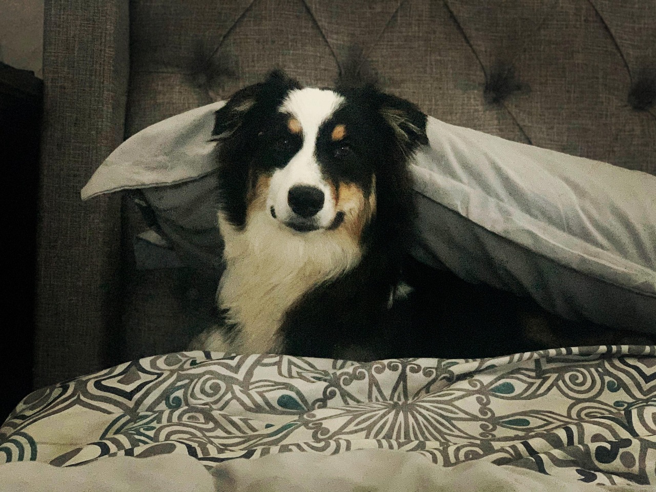 Cachorro Fofinho Raça Pura Filhote - Foto gratuita no Pixabay - Pixabay